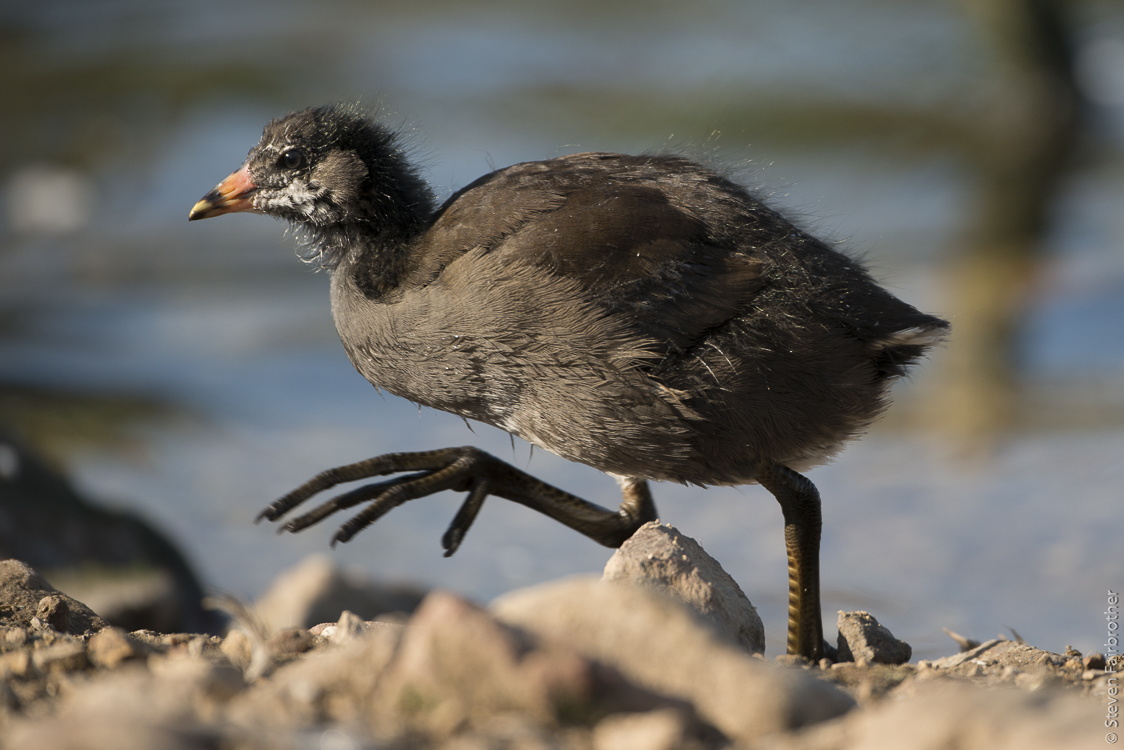 Attenborough Nature Reserve Steven Fairbrother
